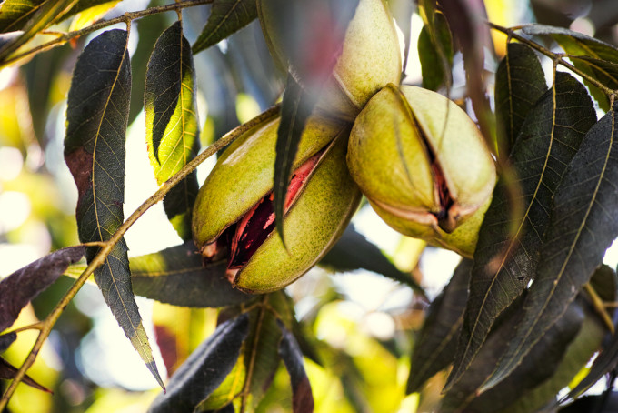 How Pecans Became an American Holiday Staple | Highbrow Magazine