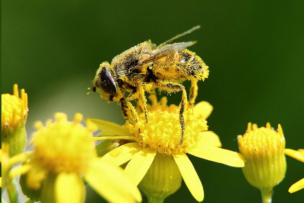 Saving the Honey Bee From Extinction | Highbrow Magazine